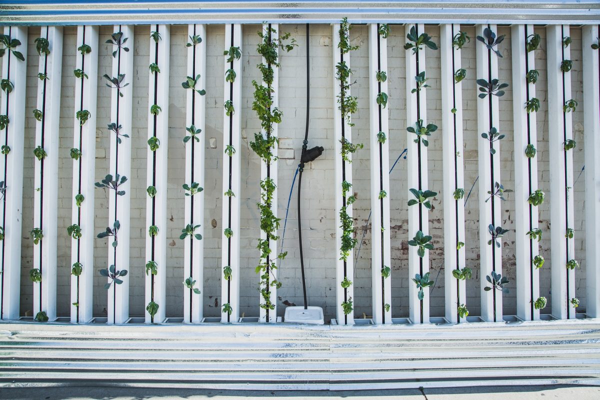 World s largest Vertical Farm Opens In Dubai Edge Middle East world-s-largest-vertical-farm-opens-in-dubai-edge-middle-east
